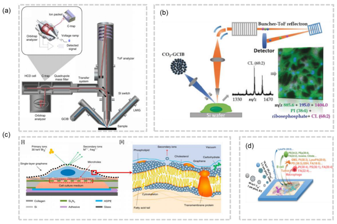 Mass Spectrometry Imaging for Single-Cell or Subcellular Lipidomics: A ...