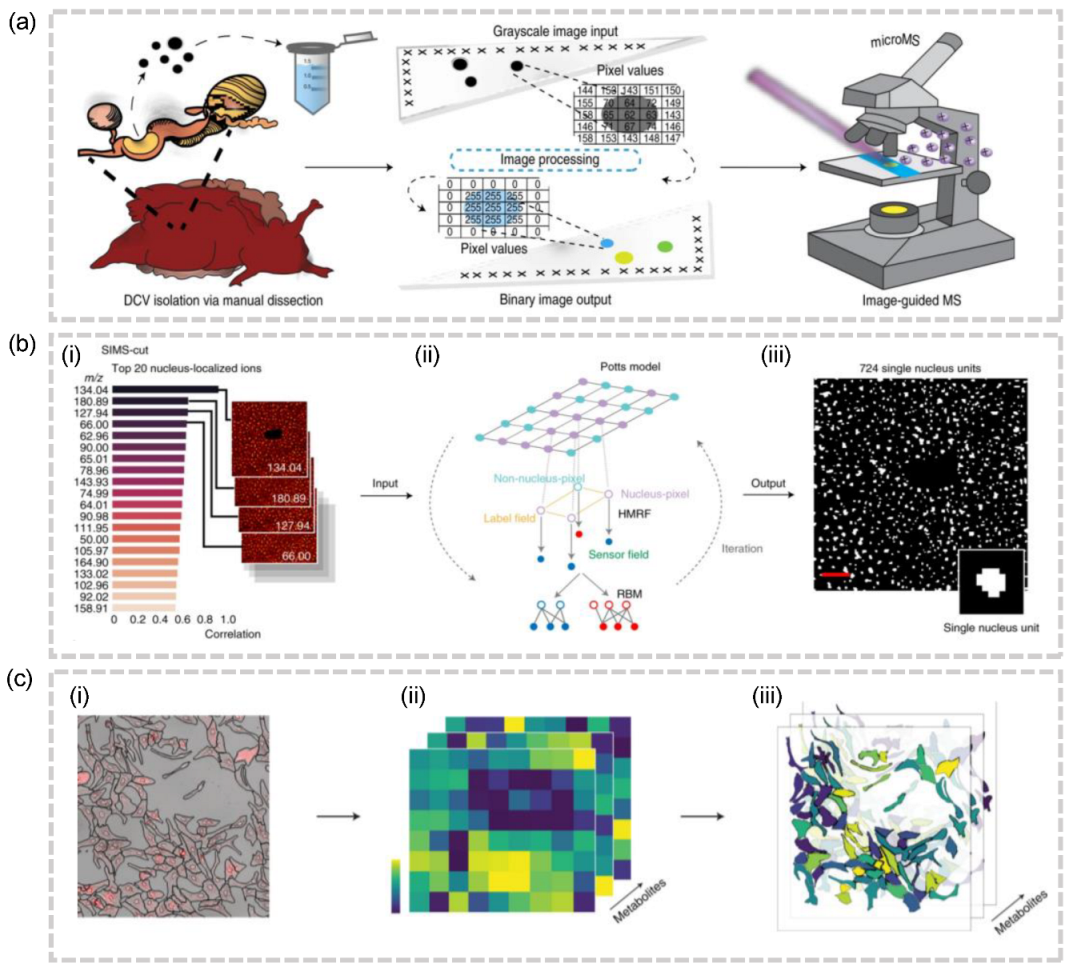 Mass Spectrometry Imaging for Single-Cell or Subcellular Lipidomics: A ...