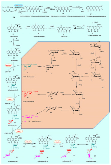 Rethinking Biosynthesis of Aclacinomycin A
