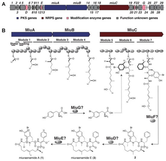 Molecules Free Full Text Heterologous Biosynthesis Of Myxobacterial