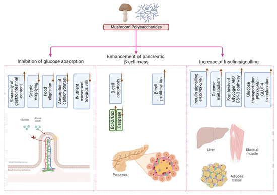 Exploring Edible Mushrooms for Diabetes: Unveiling Their Role in ...