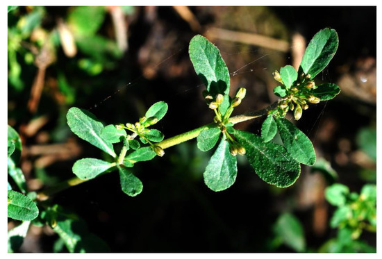 New Triterpenoids and Anti-Inflammatory Constituents from Glinus ...