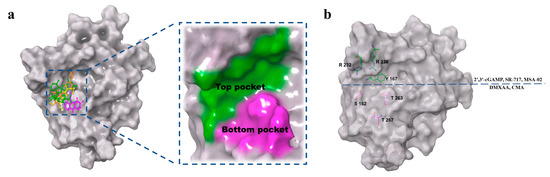Discovery of Novel STING Inhibitors Based on the Structure of the Mouse ...