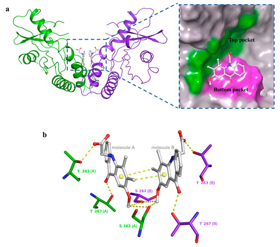 Discovery of Novel STING Inhibitors Based on the Structure of the Mouse ...