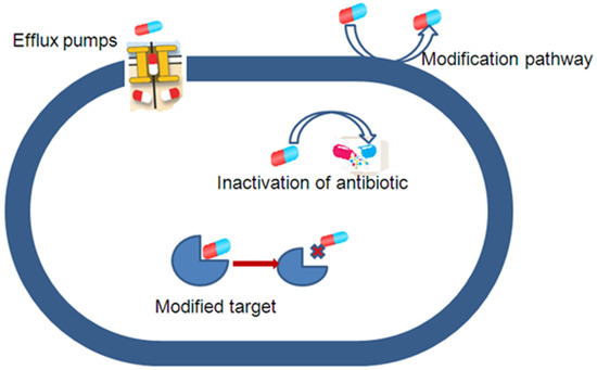 Efflux Pump Inhibitors in Controlling Antibiotic Resistance: Outlook ...