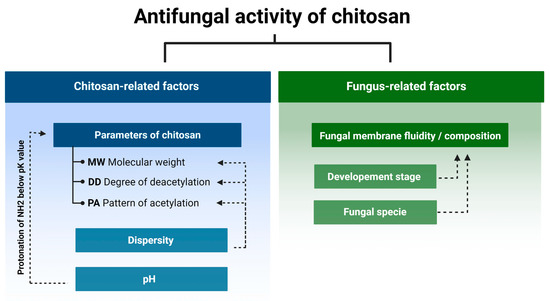 Chitosan and Chitosan Nanoparticles: Parameters Enhancing Antifungal ...