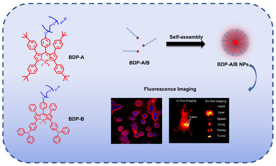 Self-Assembled BODIPY Nanoparticles for Near-Infrared Fluorescence Bioimaging