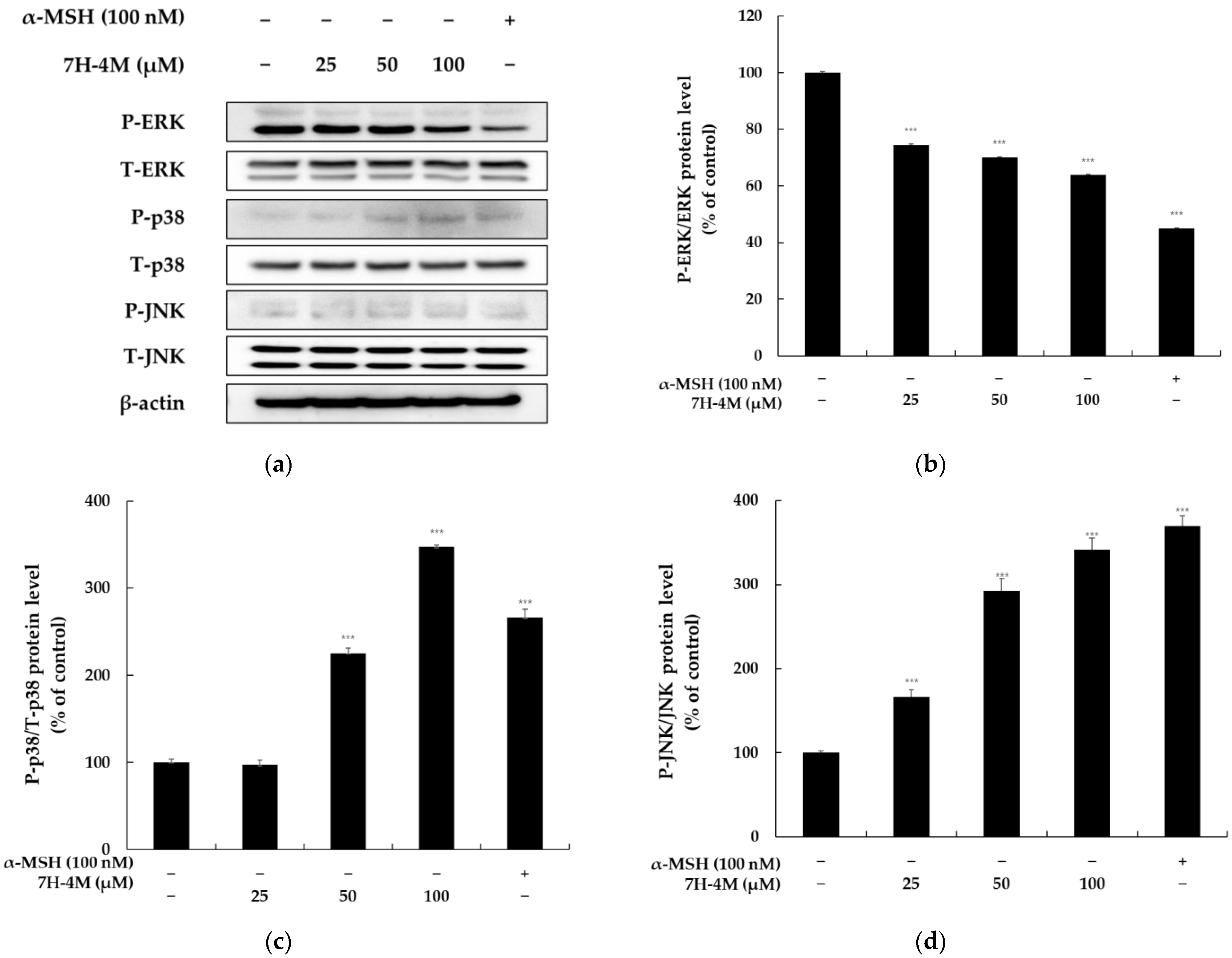 A 7-Hydroxy 4-Methylcoumarin Enhances Melanogenesis in B16-F10 Melanoma ...
