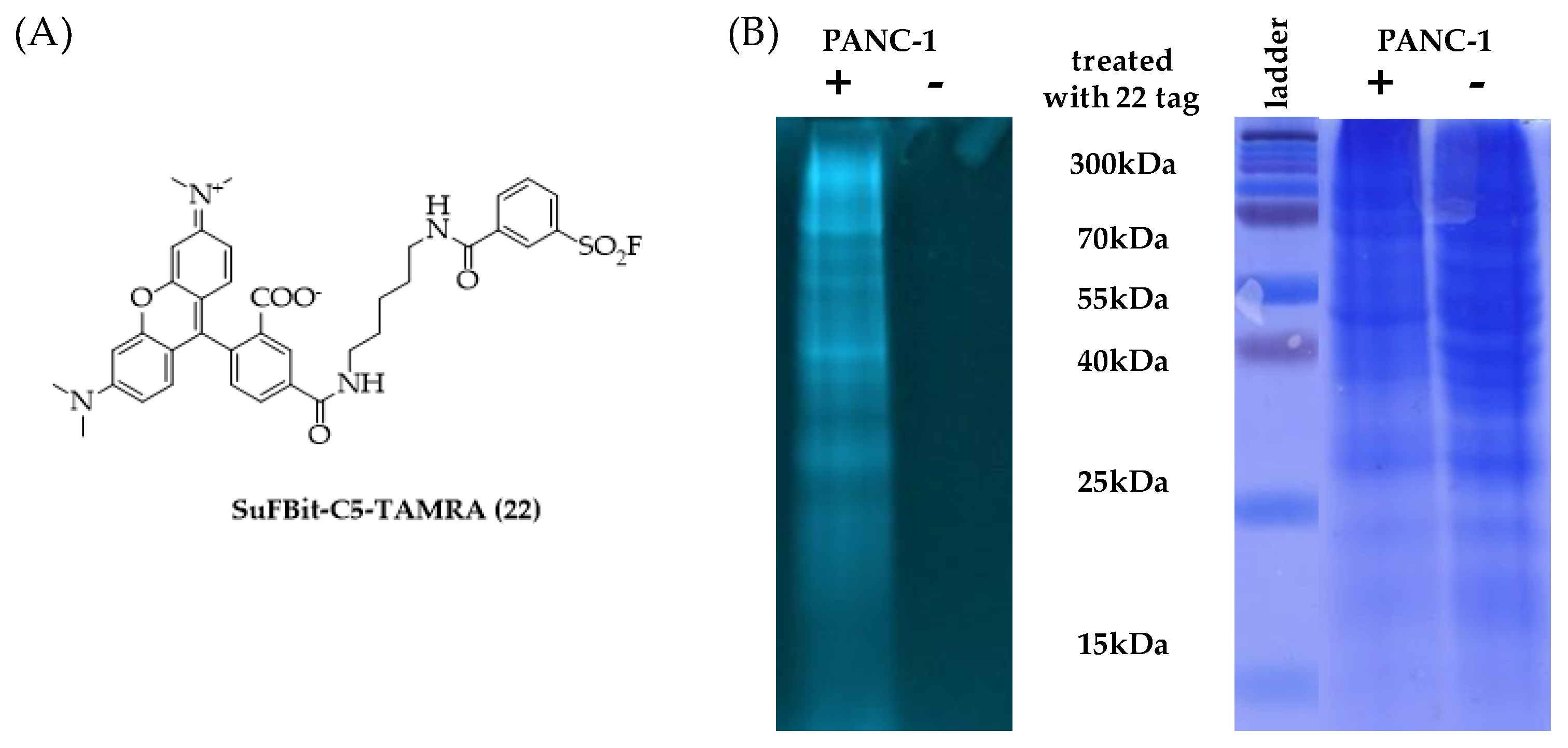 Activation-Free Sulfonyl Fluoride Probes for Fragment Screening