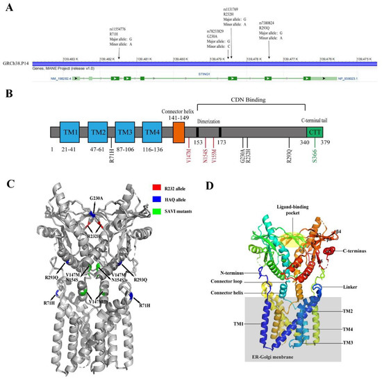 Potential Therapeutic Value of the STING Inhibitors