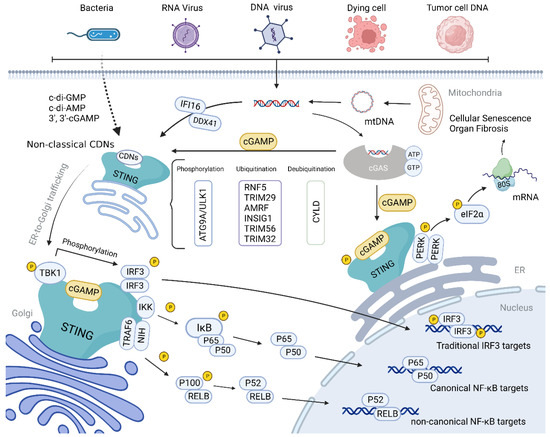Potential Therapeutic Value of the STING Inhibitors
