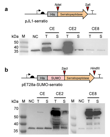Cell-Free Expression of a Therapeutic Protein Serratiopeptidase