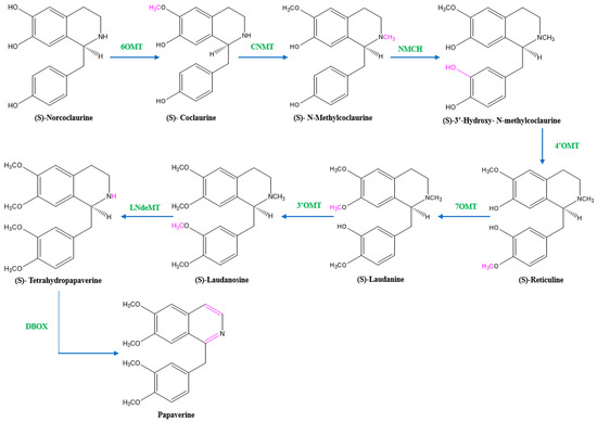 Papaverine: A Miraculous Alkaloid from Opium and Its Multimedicinal ...