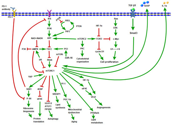 Molecules | Free Full-Text | Targeting mTOR for Anti-Aging and Anti ...
