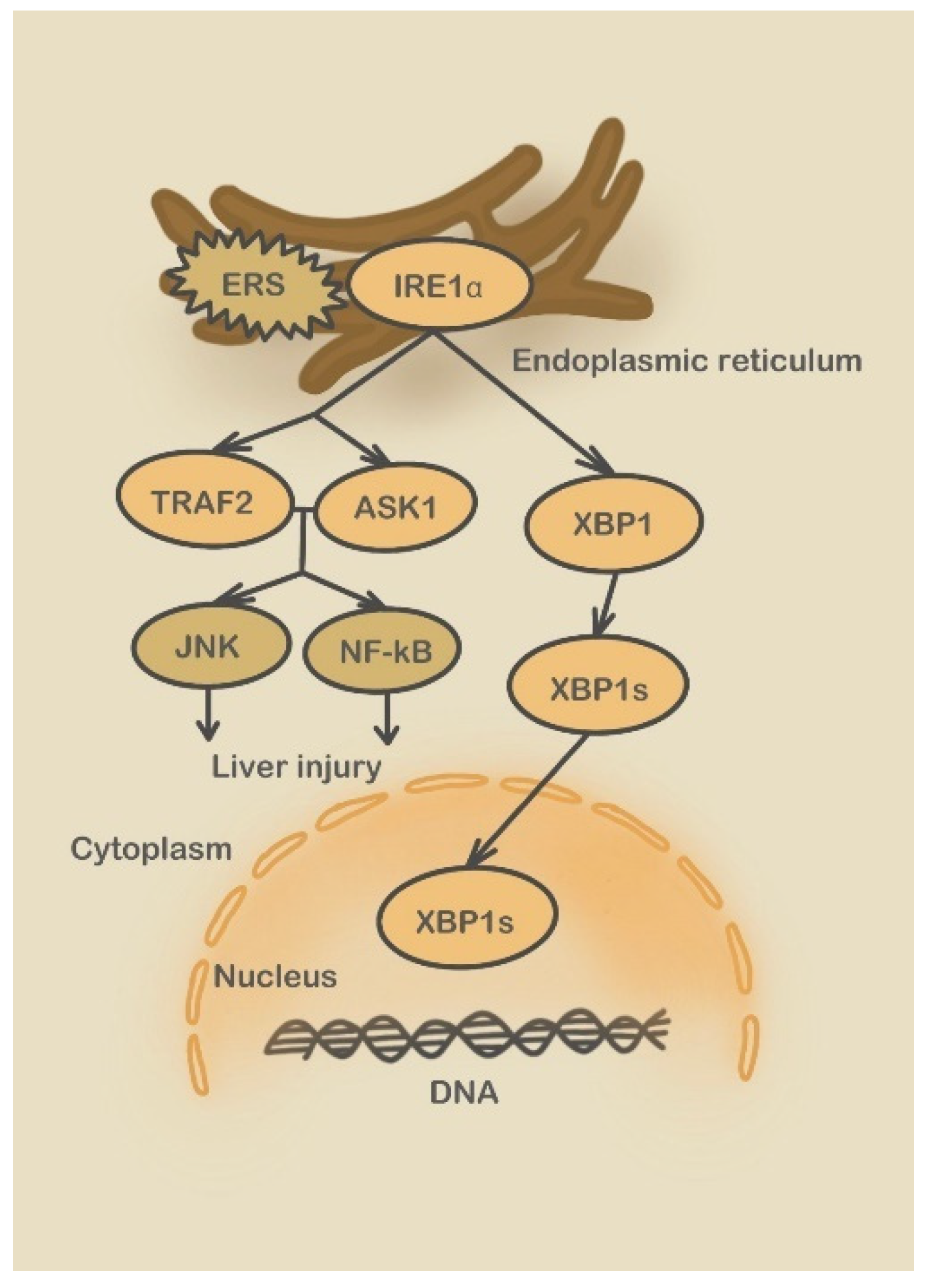 Endoplasmic Reticulum Stress and Mitochondrial Stress in Drug-Induced Liver Injury