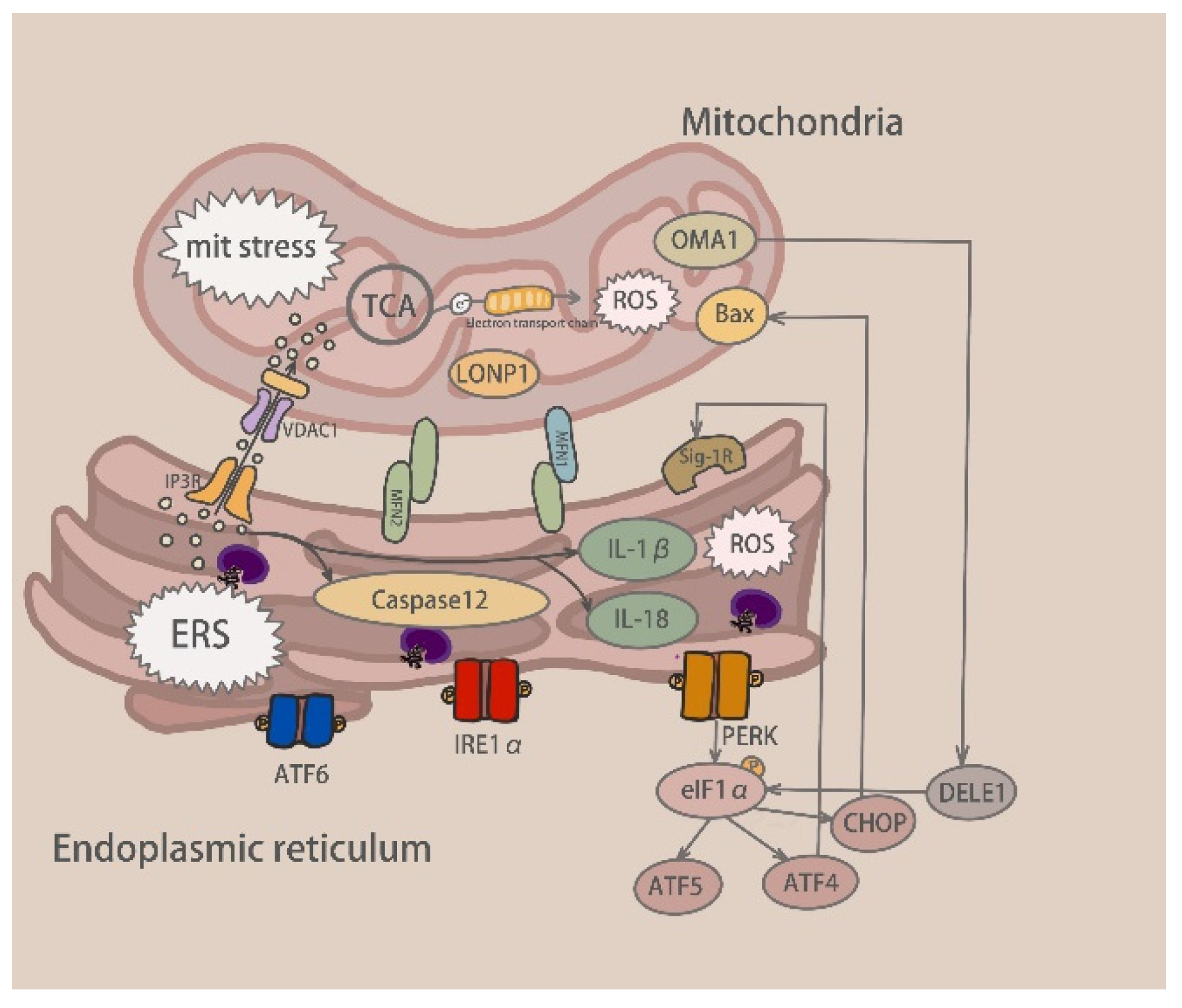 Endoplasmic Reticulum Stress and Mitochondrial Stress in Drug-Induced Liver Injury