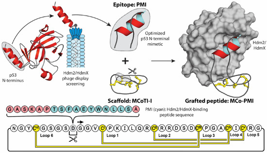 Native and Engineered Cyclic Disulfide-Rich Peptides as Drug Leads