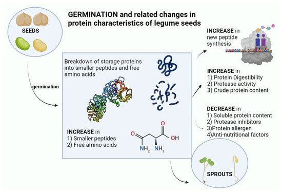 Relationship between Protein Digestibility and the Proteolysis of ...