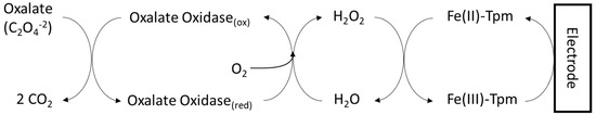 Analytical Methods for Oxalate Quantification: The Ubiquitous Organic Anion