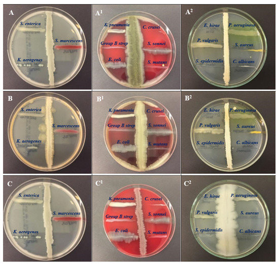 Molecular Characterization of Some Bacillus Species from Vegetables and ...