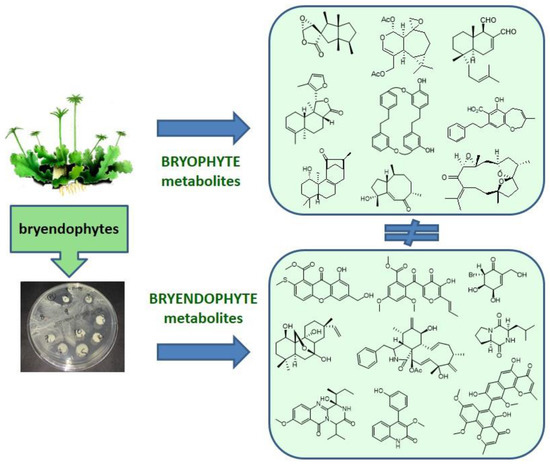 Bioactive Compounds Produced by Endophytic Microorganisms Associated ...