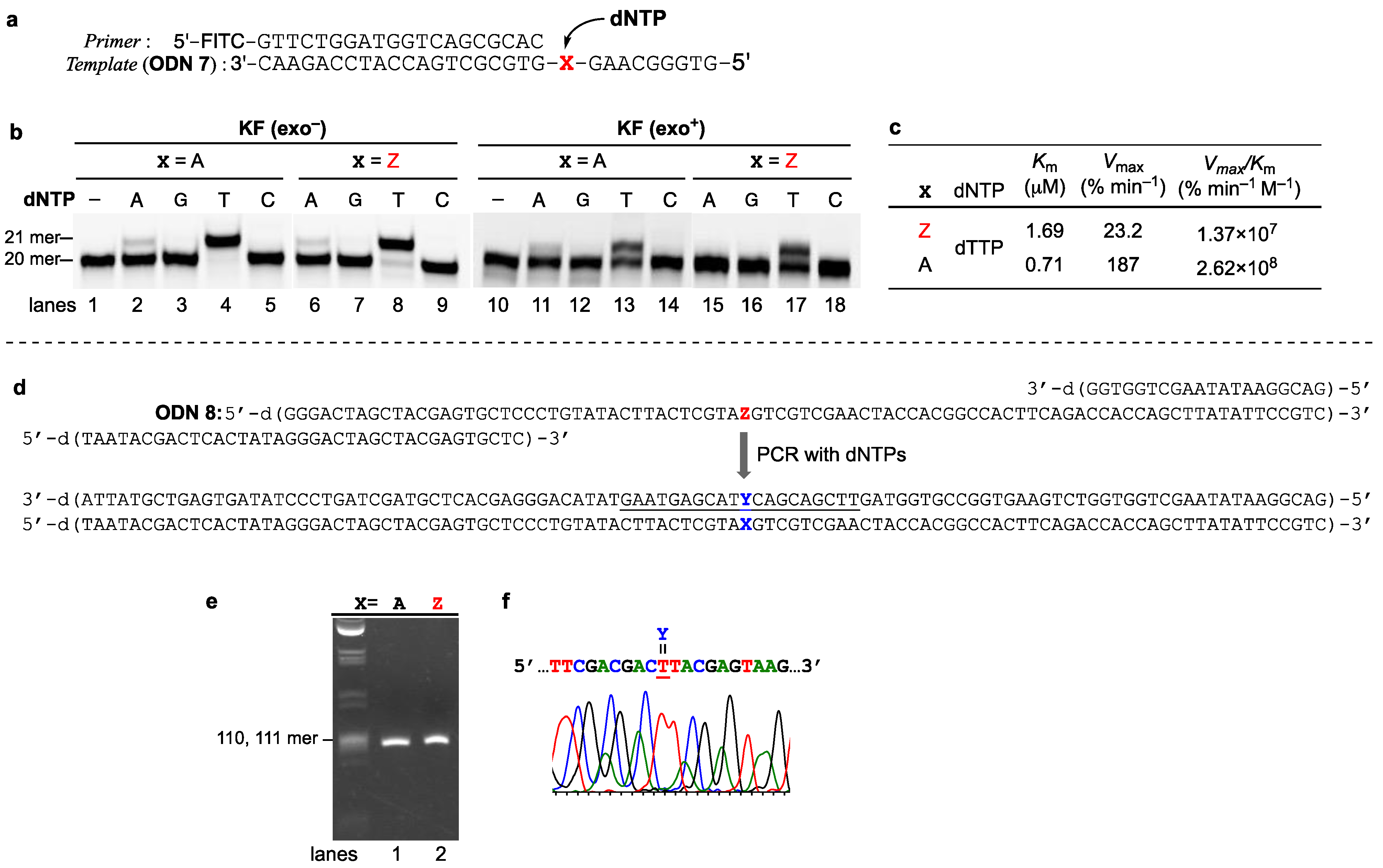 Synthesis and Behavior of DNA Oligomers Containing the Ambiguous Z ...
