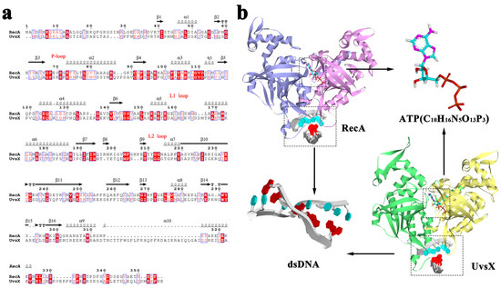 Computational Insights into the Dynamic Structural Features and Binding ...