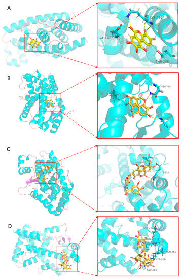 Hepatotoxic Components Effect of Chebulae Fructus and Associated ...
