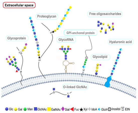 Altered Glycosylation in Progression and Management of Bladder Cancer
