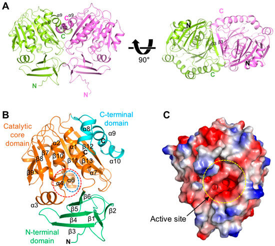Structural Analysis of Spermidine Synthase from Kluyveromyces lactis