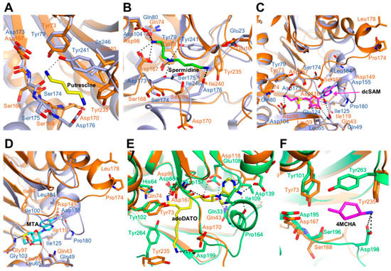 Molecules Free Full Text Structural Analysis Of Spermidine Synthase