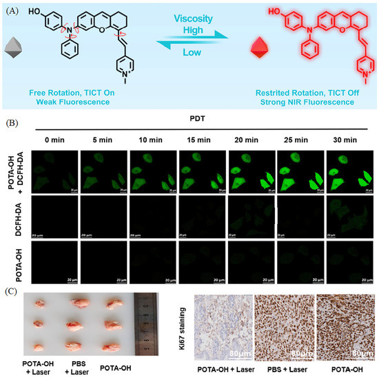 Organic Fluorescent Probes for Monitoring Micro-Environments in Living ...