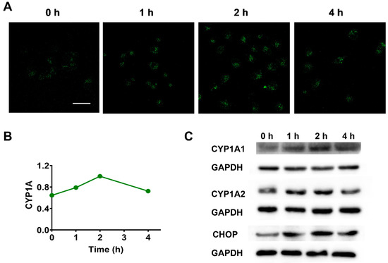 Endoplasmic Reticulum-Targeting Two-Photon Fluorescent Probe for CYP1A ...