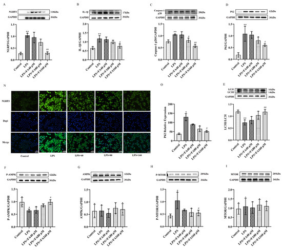 Protective Effect of Ferulic Acid on Lipopolysaccharide-Induced BV2 ...