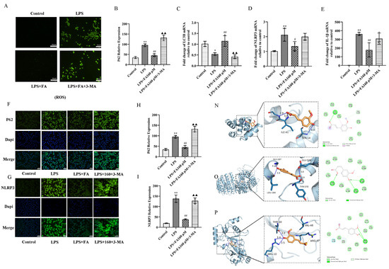 Protective Effect of Ferulic Acid on Lipopolysaccharide-Induced BV2 ...