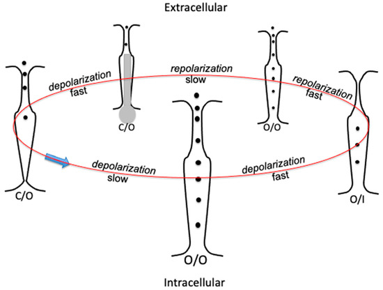 An Insight into the Potassium Currents of hERG and Their Simulation