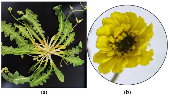 Molecules | Free Full-Text | In Vitro and In Silico Investigation of ...