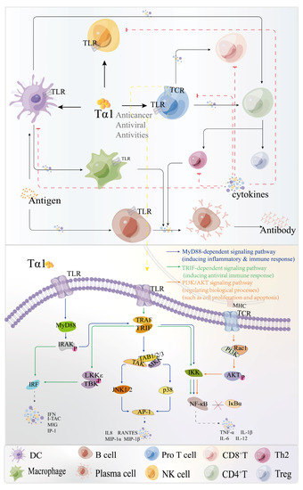 Thymosin α1 and Its Role in Viral Infectious Diseases: The Mechanism ...