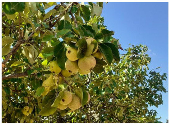 Antioxidants in Fruit Fractions of Mediterranean Ancient Pear Cultivars
