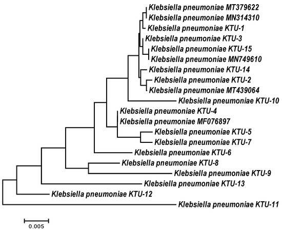 The Antibacterial Activity of Rhazya stricta Extracts against ...