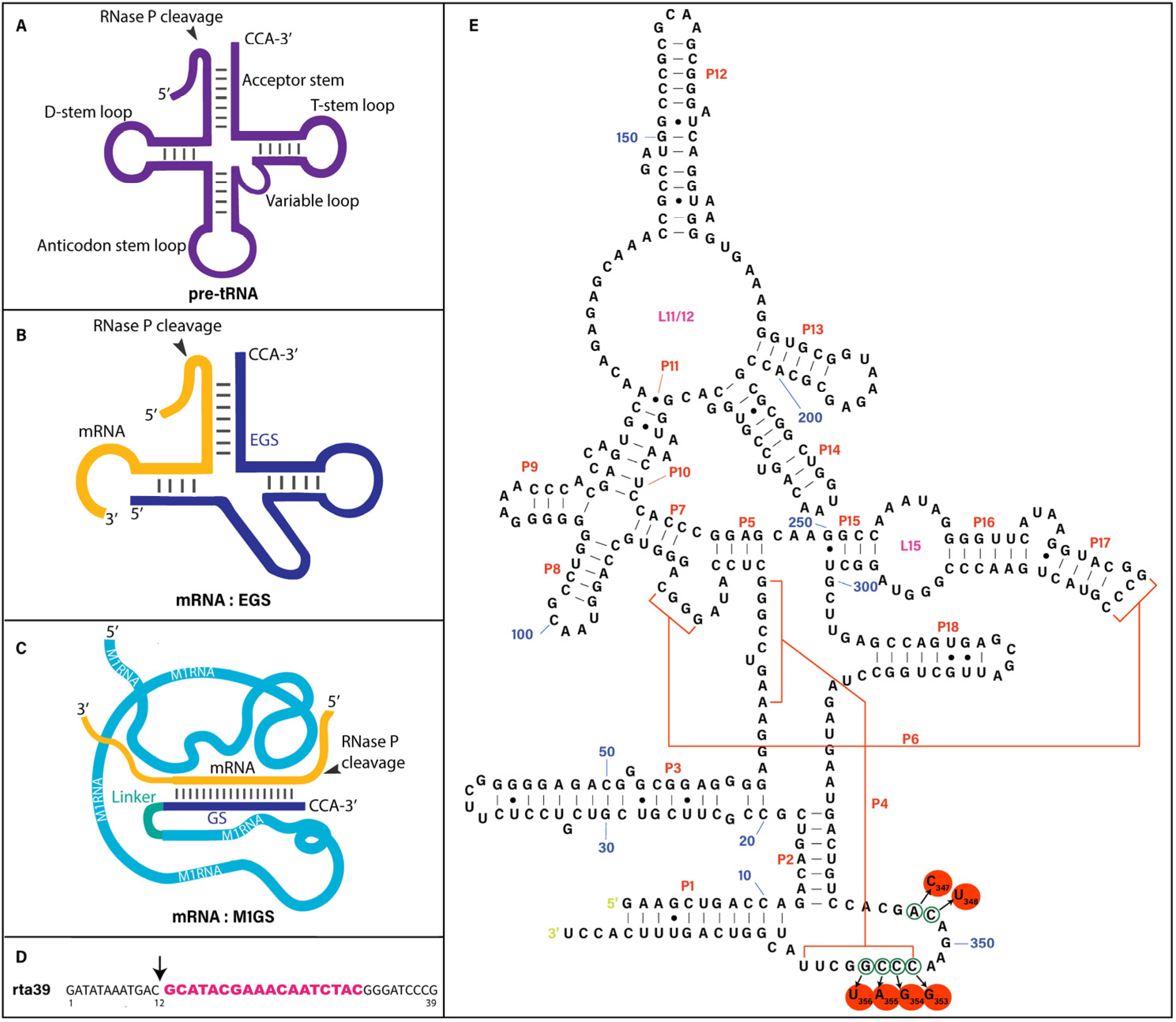 Suppressing Kaposi’s Sarcoma-Associated Herpesvirus Lytic Gene ...