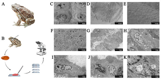 Identification of Protein Quality Markers in Toad Venom from Bufo ...