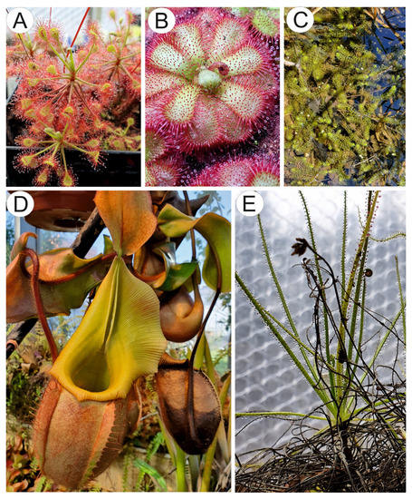 Insectivorous Plants Carnivorous Plants Use A Sneaky Trick For Luring