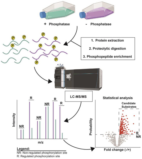 Phosphoproteomic Approaches for Identifying Phosphatase and Kinase ...