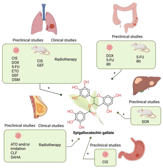 Combination Chemotherapy with Selected Polyphenols in Preclinical and ...