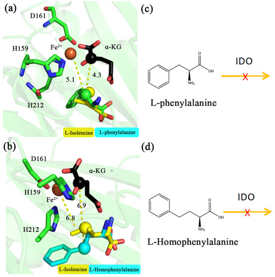 Semi-Rational Design of L-Isoleucine Dioxygenase Generated Its Activity ...