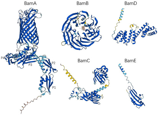 β-Barrel Assembly Machinery (BAM) Complex as Novel Antibacterial Drug ...