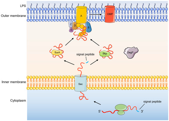β-Barrel Assembly Machinery (BAM) Complex as Novel Antibacterial Drug ...