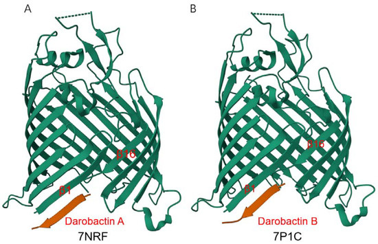 β-Barrel Assembly Machinery (BAM) Complex as Novel Antibacterial Drug ...