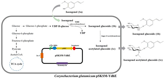 Glucosylation of Isoeugenol and Monoterpenes in Corynebacterium ...